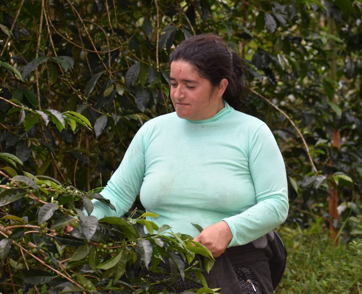 Coffee – Joki Coffee