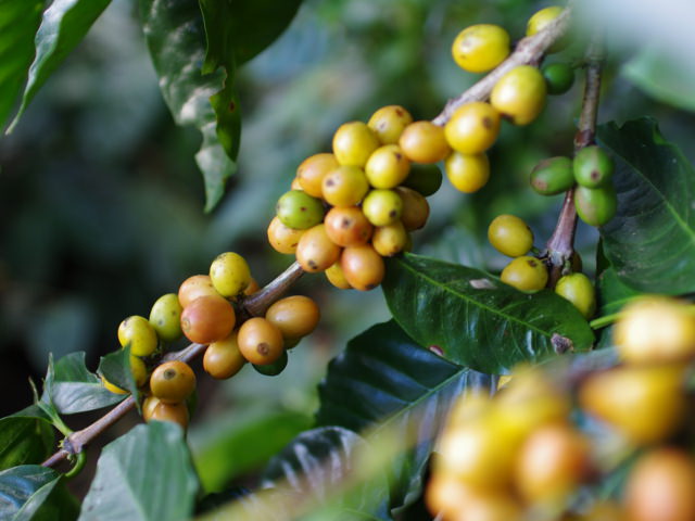 Coffee – Joki Coffee